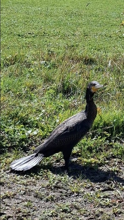 Баклан гуляет по дороге