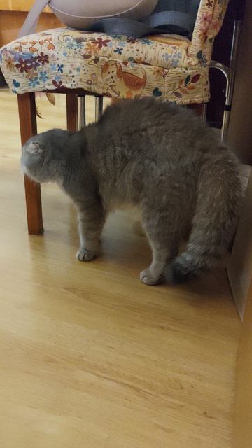 Аппа в гостях у Микиса