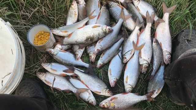 Клёвая плотва. Удачная рыбалка на удочку...