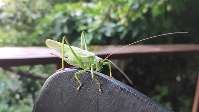 Какой гигантский кузнечик (Siliquofera grandis)