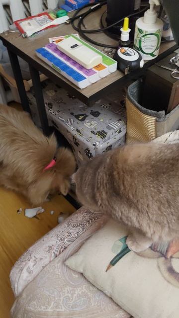 Аппа в гостях у Микиса