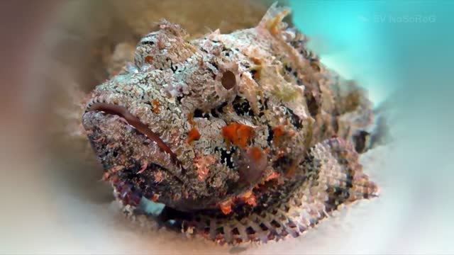 Как на человека действует яд рыб из рода Бородавчатки , Рыбы-камни (Stonefishes) — Synanceia ?