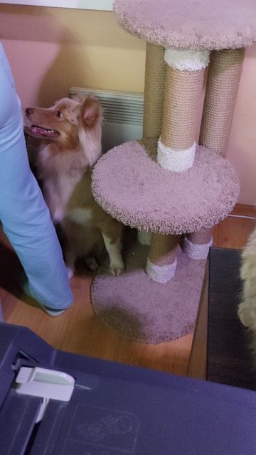 Аппа в гостях у Микиса