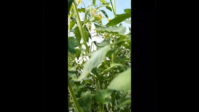 ВЕЛИКОЛЕПНЫЙ СОРТ ИТАЛЬЯНСКОЙ СЕЛЕКЦИИ С ПОТРЯСАЮЩЕЙ УРОЖАЙНОСТЬЮ - ТОМАТ ИТАЛЬЯНСКИЙ ЖЕРЕБЕЦ