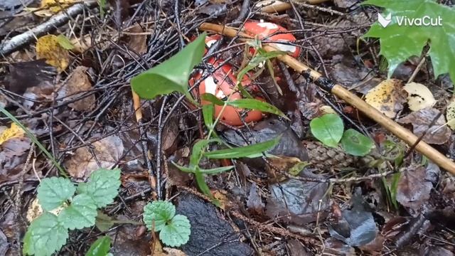 Как найти белые грибы