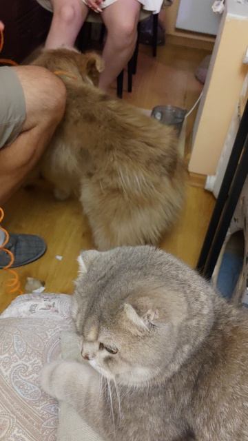 Аппа в гостях у Микиса