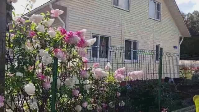 Посёлок Подборовье /Выборский р-он / Лен. обл /Мои бродилки по лесу ...24.08 2025г.