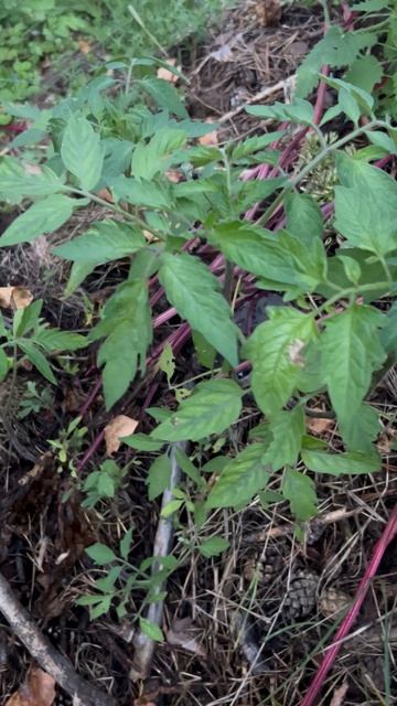 ✅Я в шоке ! Что обнаружил в августе вкомпостной куче #fun #funnyshorts #funny #fyp #funnyvideo