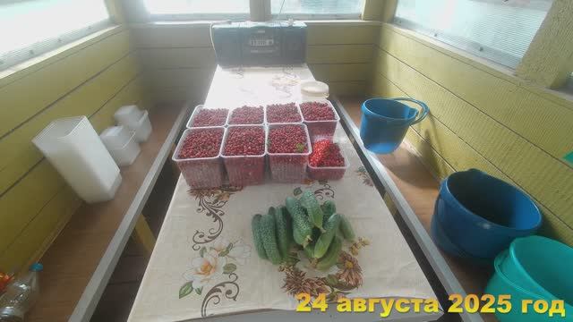 7 соток. В лес за брусничкой. Хроника 24 августа 2925 год