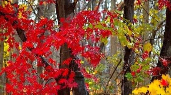 СЕНТЯБРЬ--ВЕСЫ(астро)