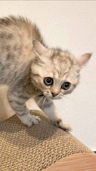 Набросок котика.