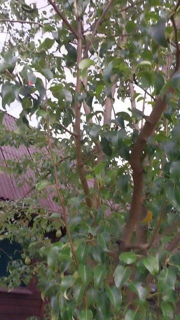 24.08. 2025. У вас такое бывает?🌼🌼