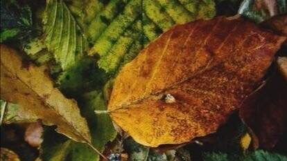 СЕНТЯБРЬ--КОЗЕРОГ(астро)