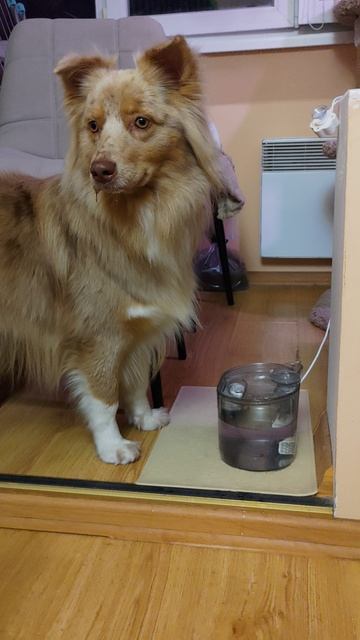 Аппа в гостях у Микиса