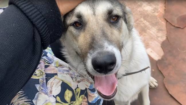 нашествие собак! откуда взялись!