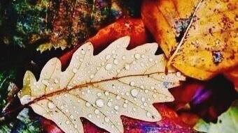 СЕНТЯБРЬ--РЫБЫ(астро)