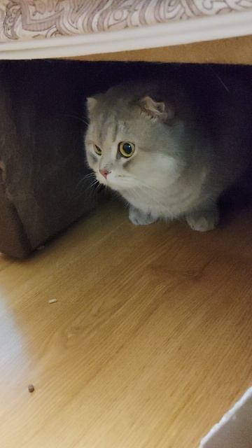 Аппа в гостях у Микиса