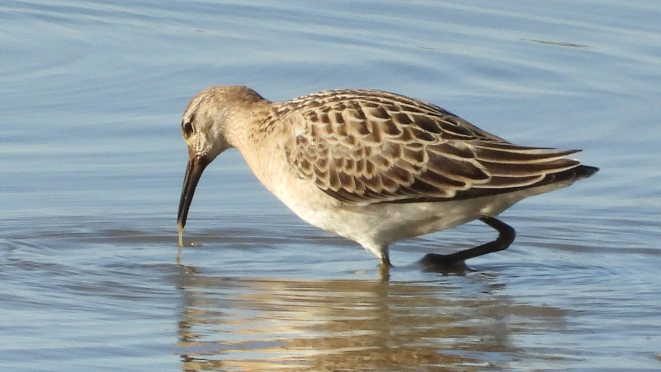 Красная Книга. Турухтан. Бёрдвотчинг, наблюдение птиц в Новгородской области, 24 августа 2025