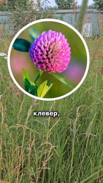 Как вырастить луговой газон?