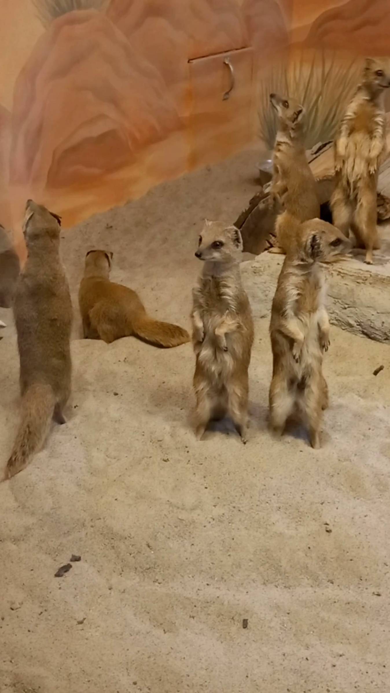 Желтые мангусты ждут обед) Близкая съемка #STR