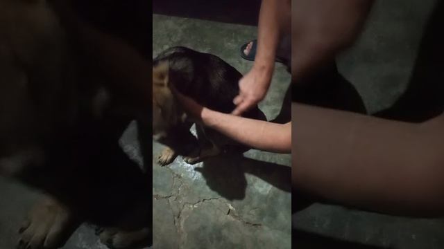 Обработка шерсти МУССОМ. Лечение продолжается.