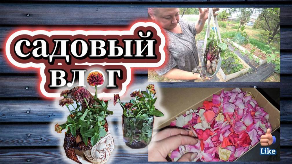 135-25! САДОВЫЙ ВЛОГ/СОБИРАЮ УРОЖАЙ И БОЛТАЮ/УЕХАЛИ И ЗАБЫЛИ/ИДЕЯ С ЦВЕТАМИ 🌺