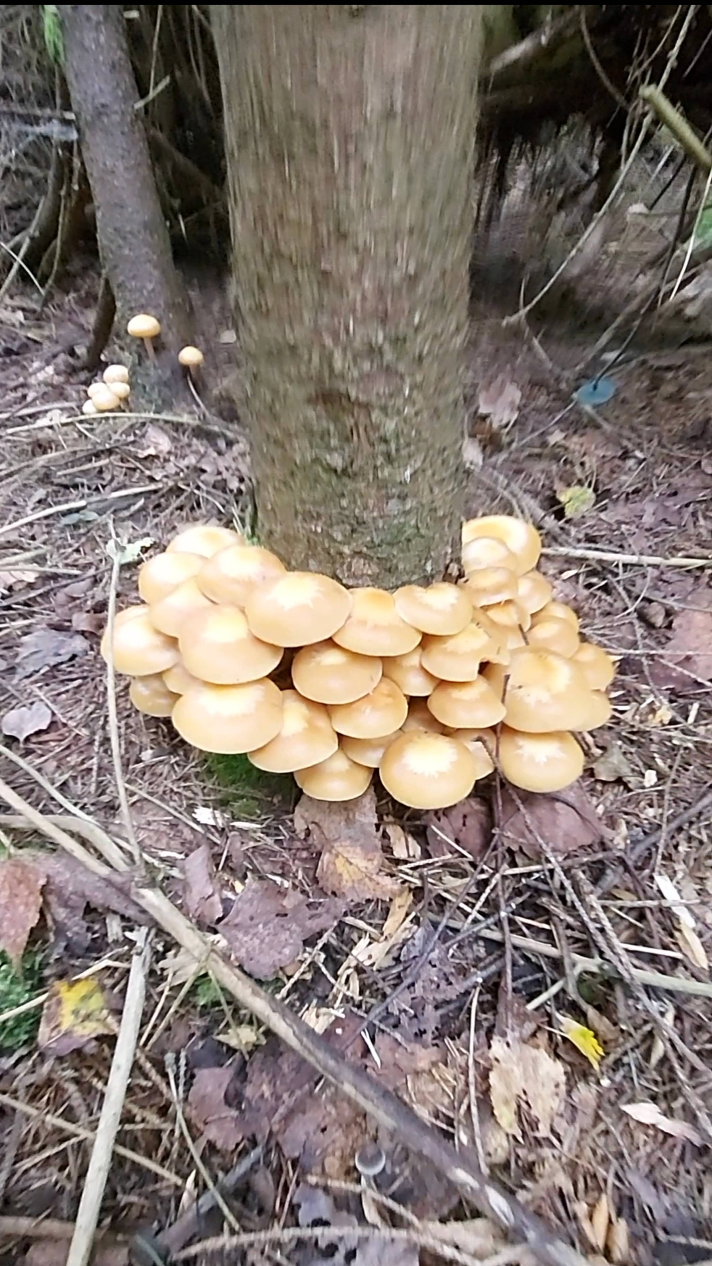 💥ОБАЛДЕТЬ!👉 ОПЯТА ПОЖИРАЮТ ДЕРЕВЬЯ!🍄ГРИБНОЙ АВГУСТ 2025 В ПОДМОСКОВЬЕ 🌲🌳