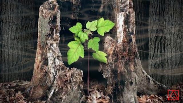 Св. Исаак Сирианин Подвижническия наставления ч.64