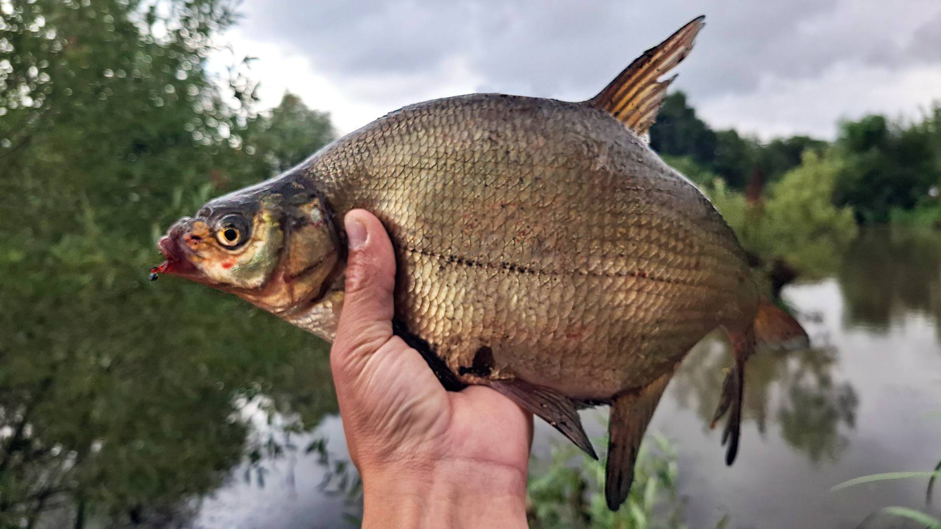 Поймал килограммового леща на мормышку! Рыбалка, мормышинг, ловля окуня на искусственного мотыля.