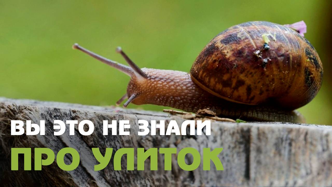 Удивительные факты об улитках. Самый зубастый зверь