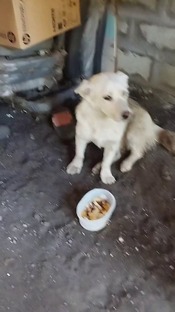 мем про собаку белку.mp4