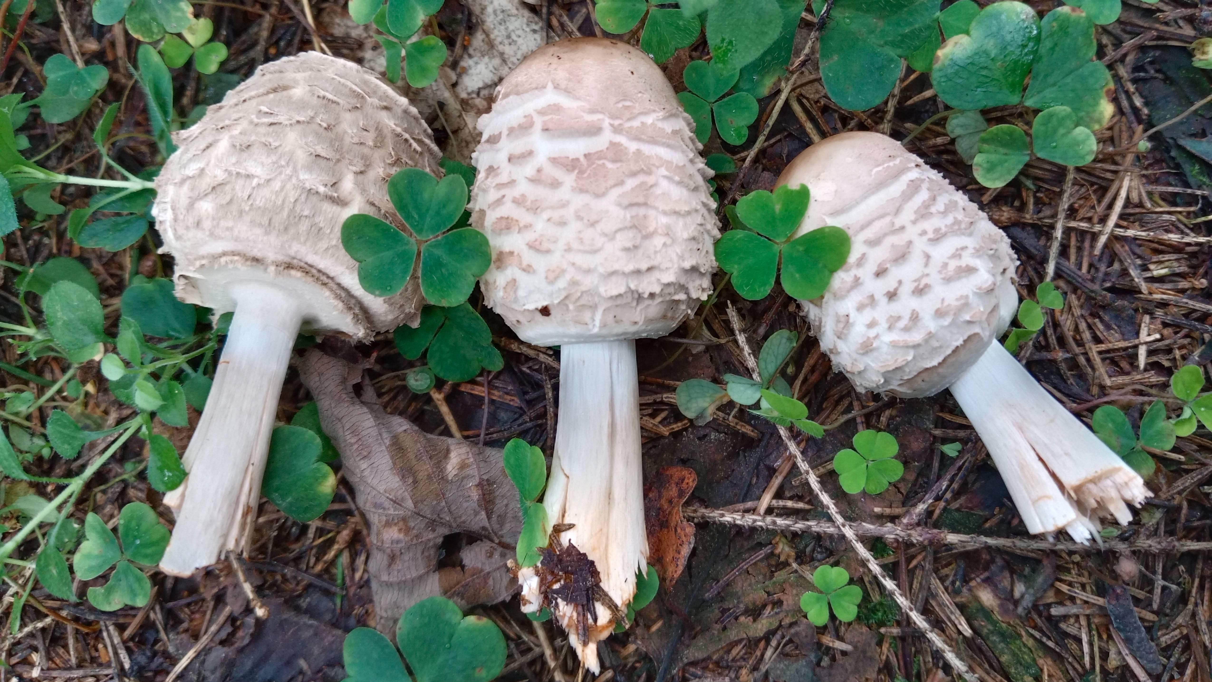 Грибная обстановка 25 августа на северо-западе Подмосковья