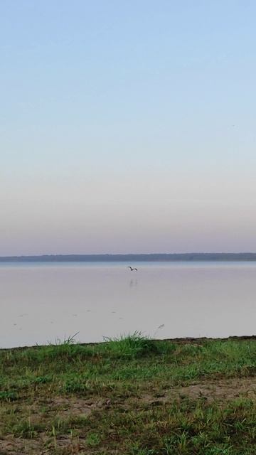 Крик серой цапли