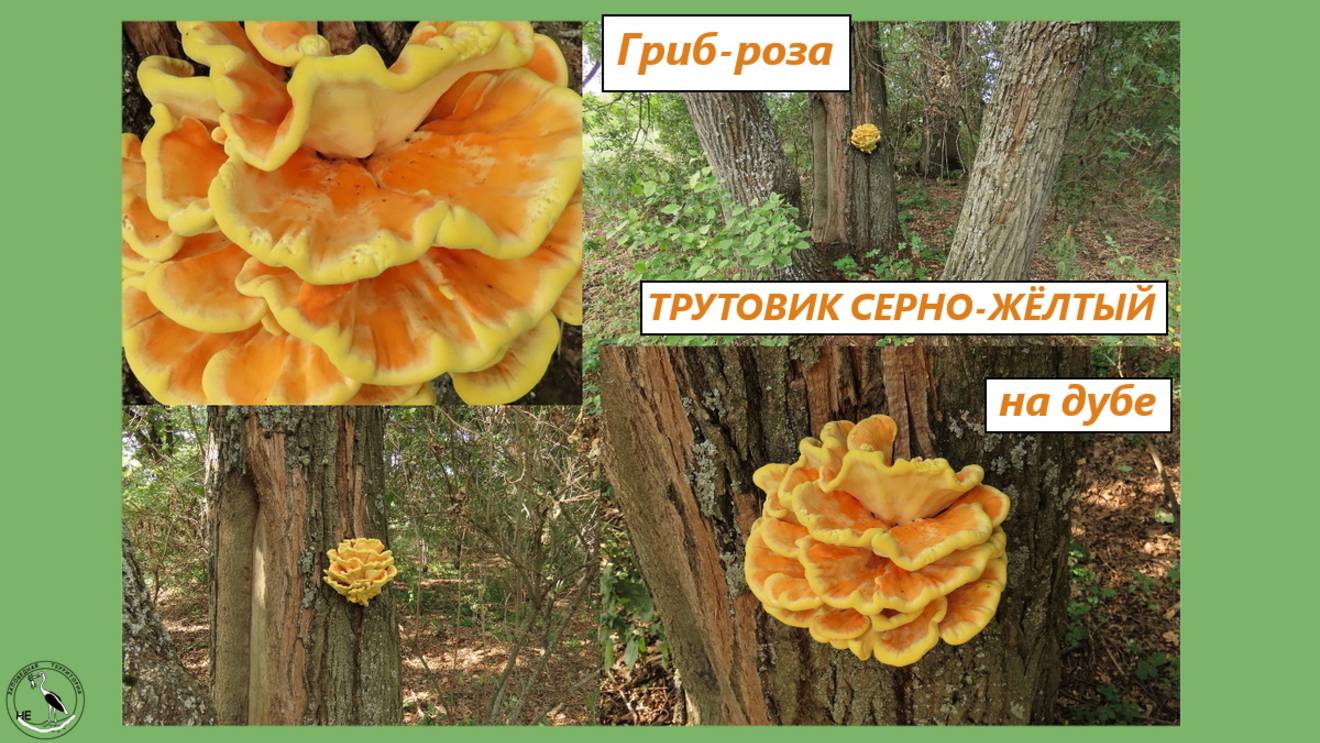 Съедобный гриб-трутовик ТСЖ: по форме роза, на вкус как курица. Август 2025