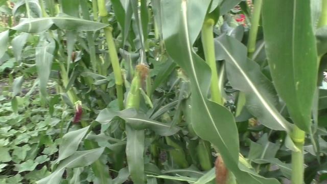 Урожайность кукурузы с пасынками и без