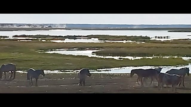 Аттар, ынахтар уонна Мүрү эбэ