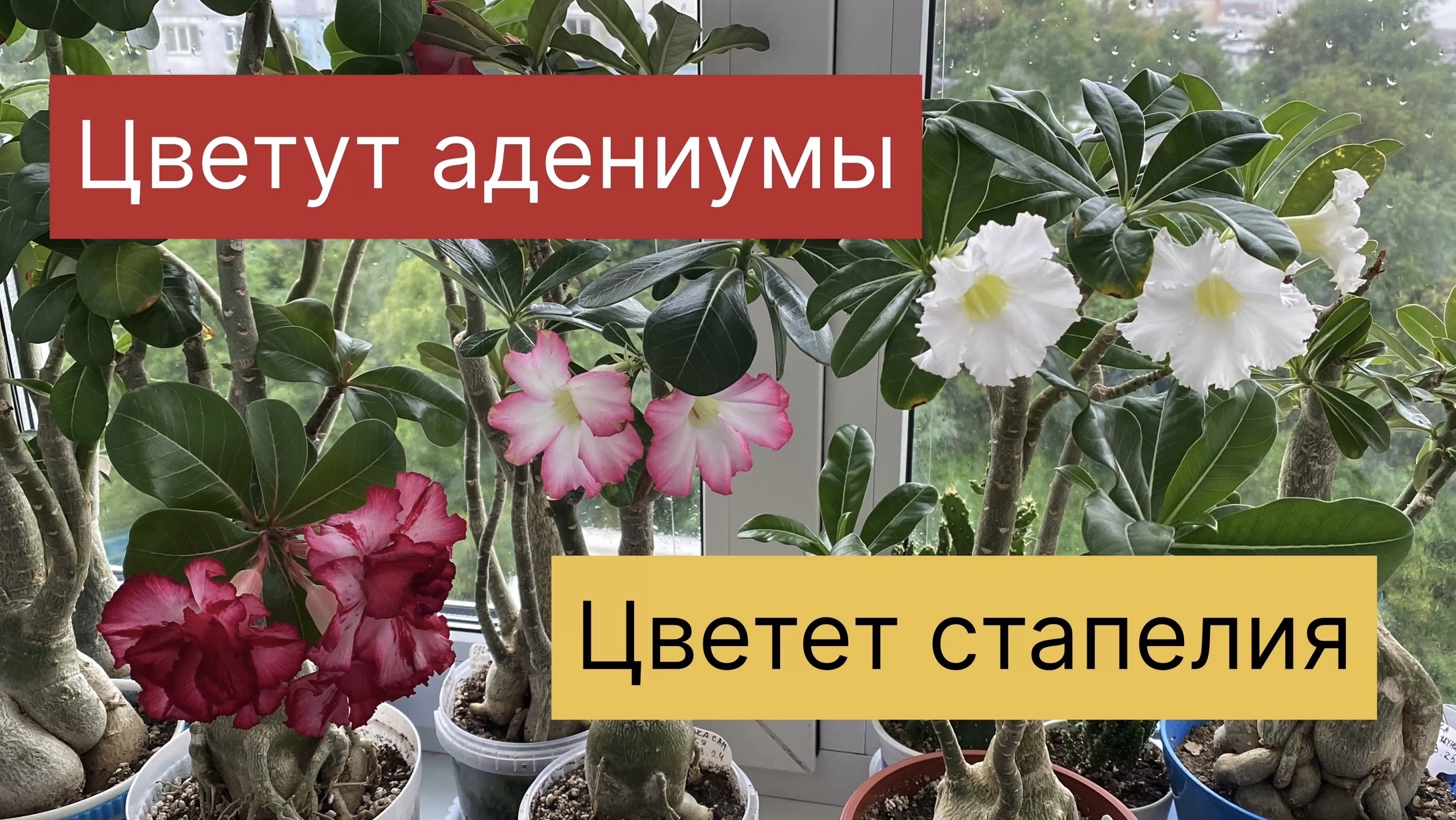 Остатки роскоши былой. На исходе лета. Цветут адениумы. Цветет стапелия. 25 августа 2025 г.