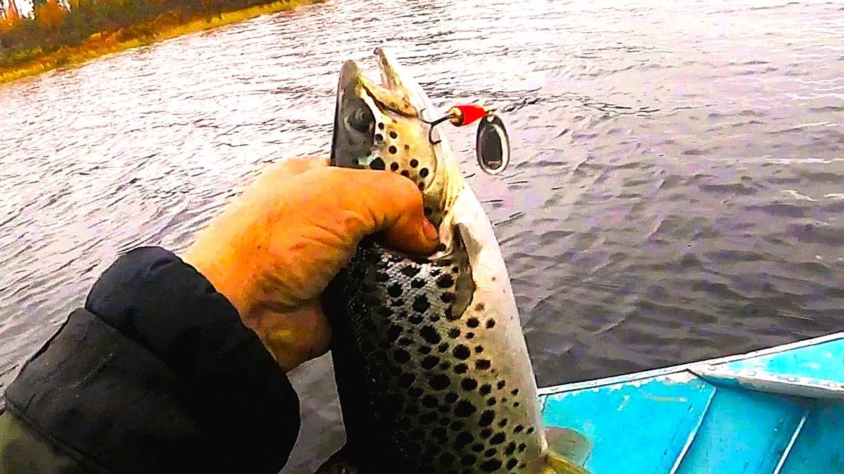 Блесна УБИЙЦА. Лучшая вертушка для лососевых!