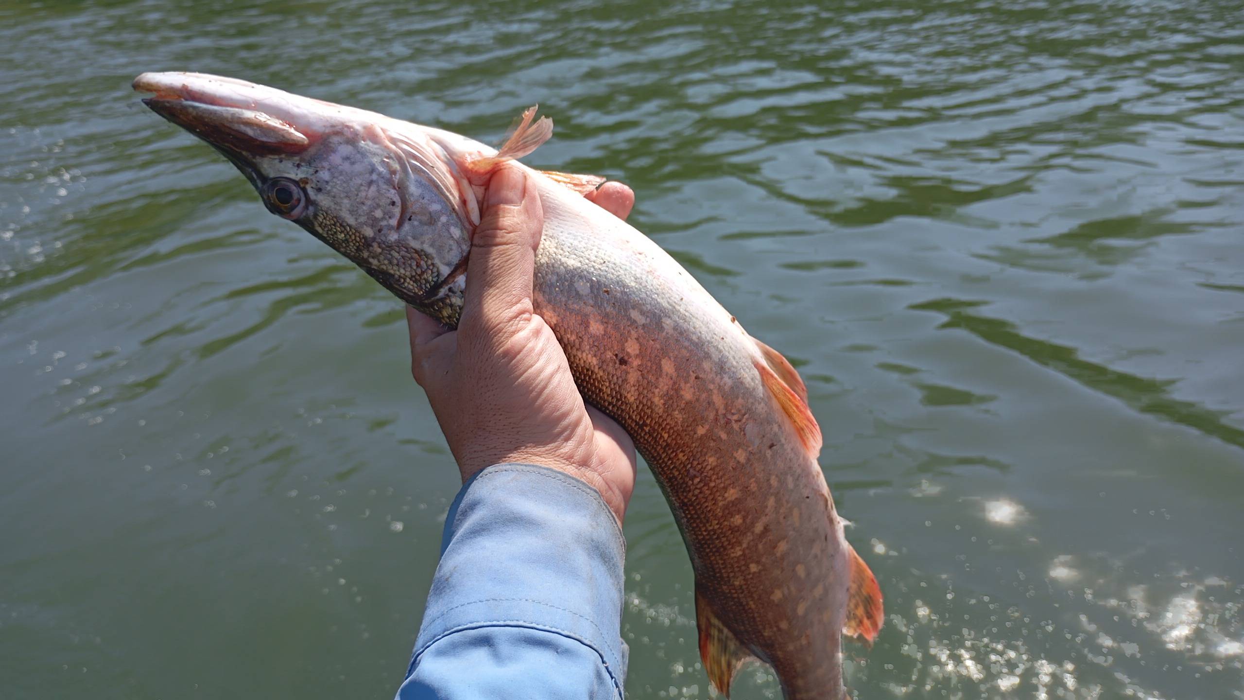 рыбалка на Дону.китайский воблер выручил