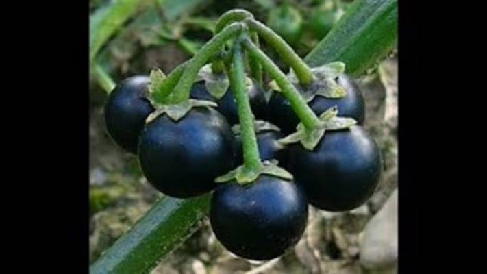 Паслёновое варенье. Маринкины творинки. Всем МИРА и Добра!