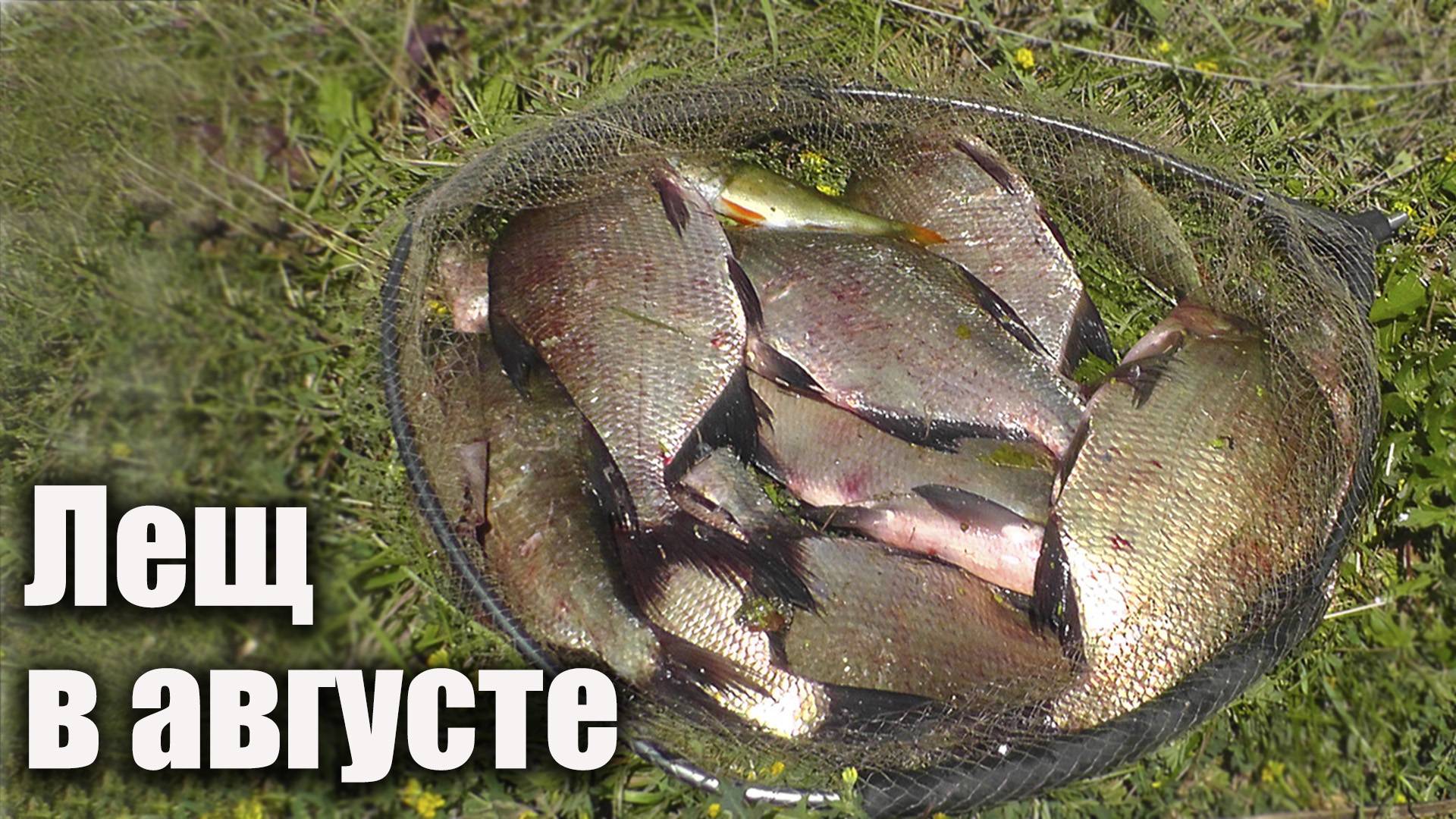 ЛЕЩ НА ФИДЕР на реке ДОН в августе