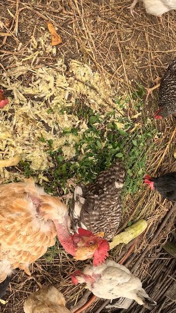 Домашние Куры в Деревне