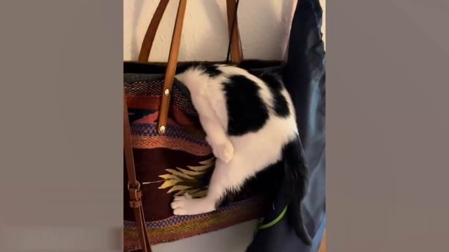 - ПОЙМАЙ, ЕСЛИ СМОЖЕШЬ! Приколы с котами!