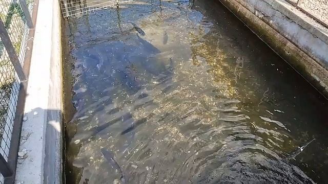 База отдыха "Царская рыбалка" в Ключах