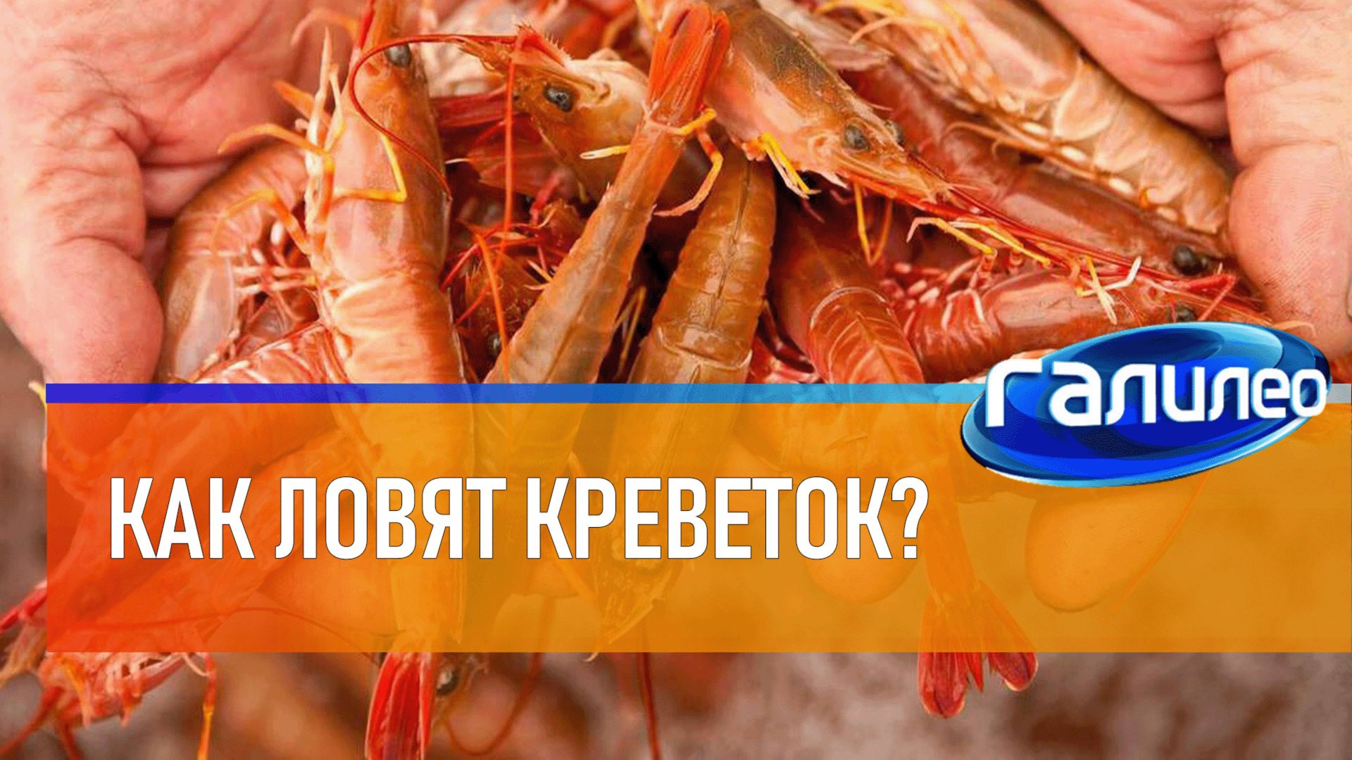 Галилео 🦐 Как ловят креветок?