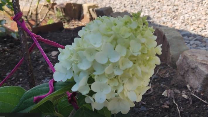 Гортензия метельчатая Strawberry Blossom. 

Начало цветения.