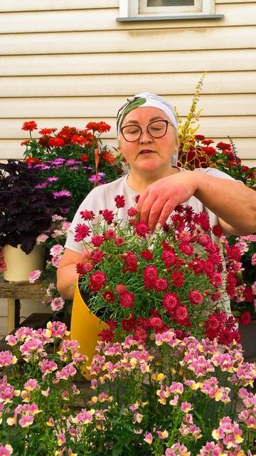 Аргирантемум Дабл Ред