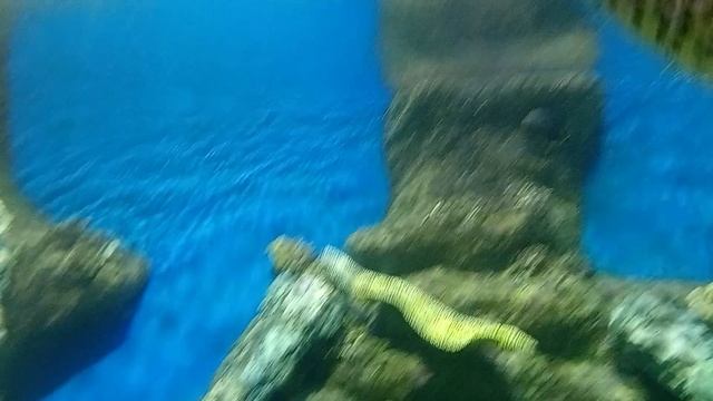 ВДНХ Москва.Москвариум. 12 000 обитателей рек, морей,океанов. 80 аквариумов 
 Самый большой в Европе