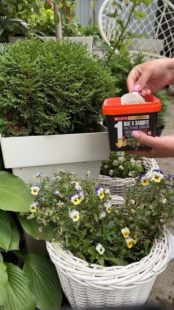 🌲Уход за хвойными ОСЕНЬЮ🌲 #хвойные #туи