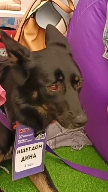 Я очень хочу домой